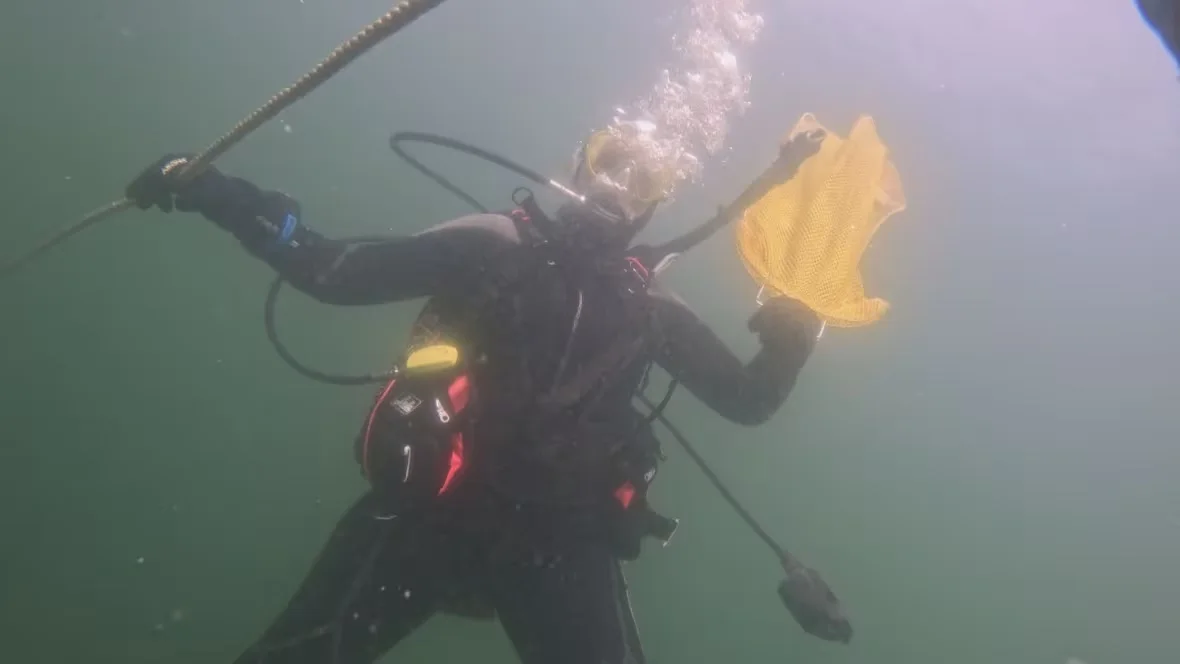 Artificial reef in Shediac Bay creates thriving habitat for marine life ...