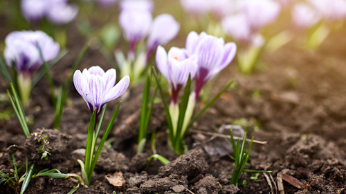 Brantford's April 1 forecast: Sunny start, increasing clouds, & wind ...