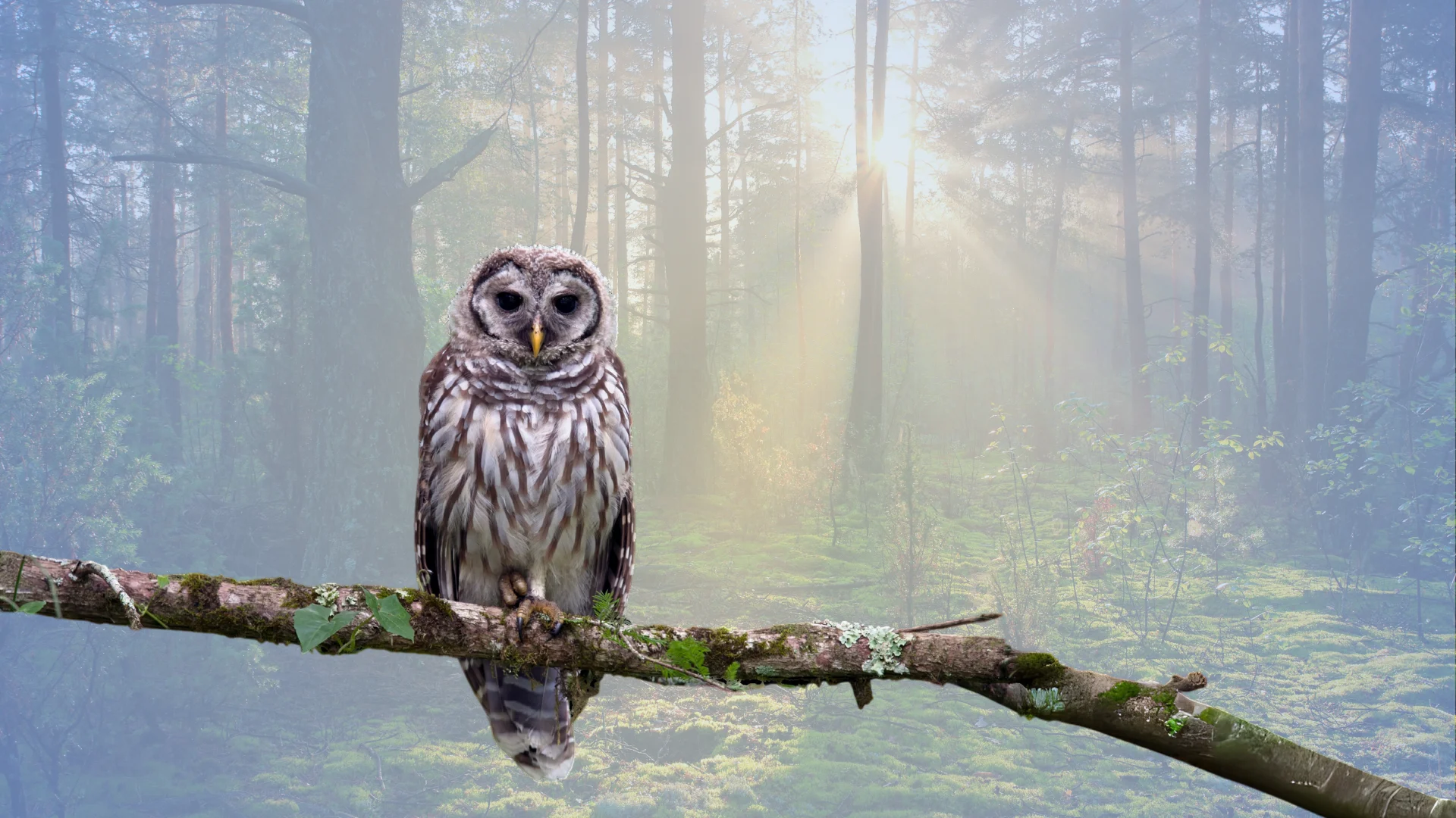 Owl attacks multiple joggers in Halifax. Why? - The Weather Network