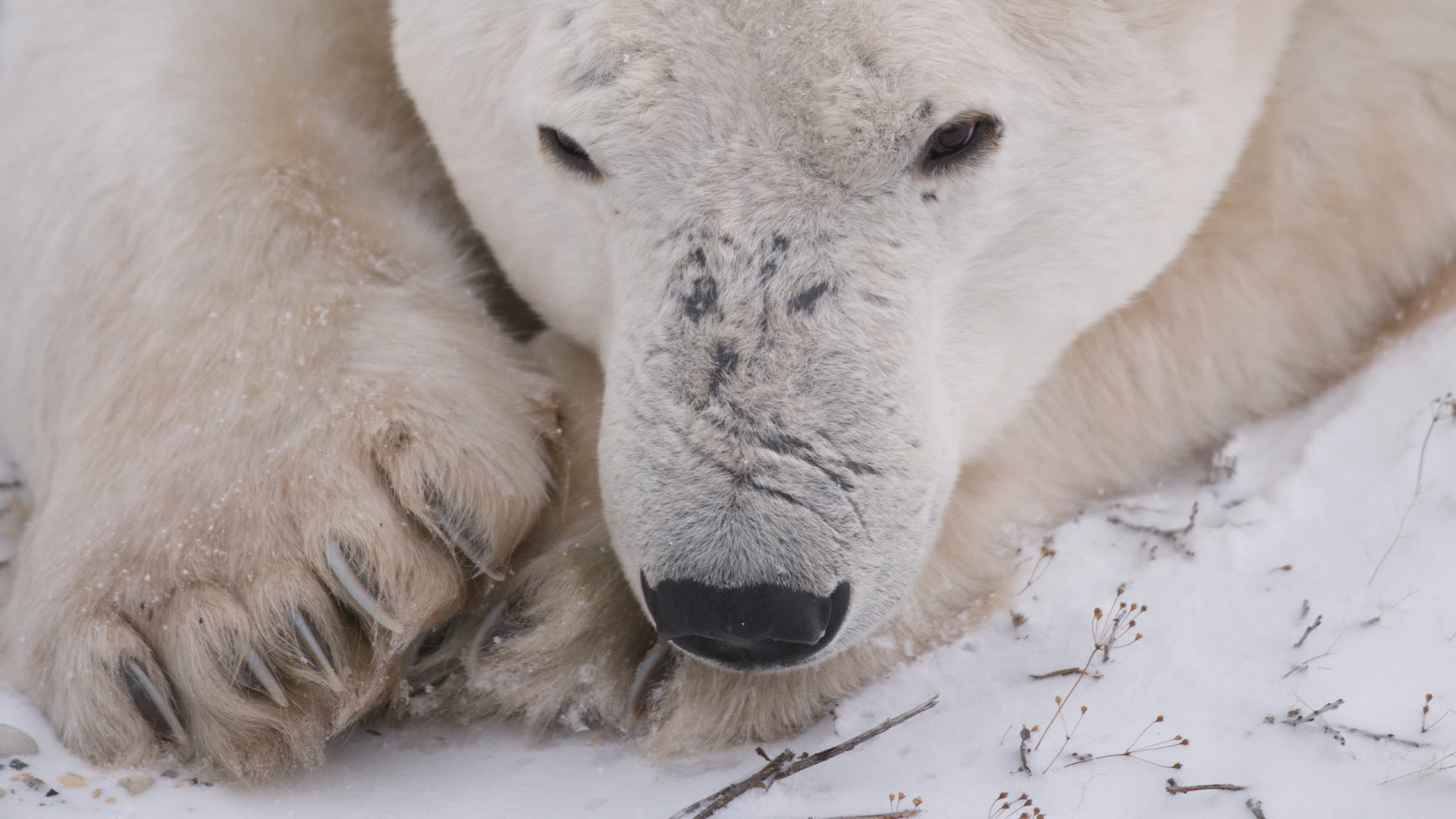 New study points to more polar bear troubles from climate change - The ...