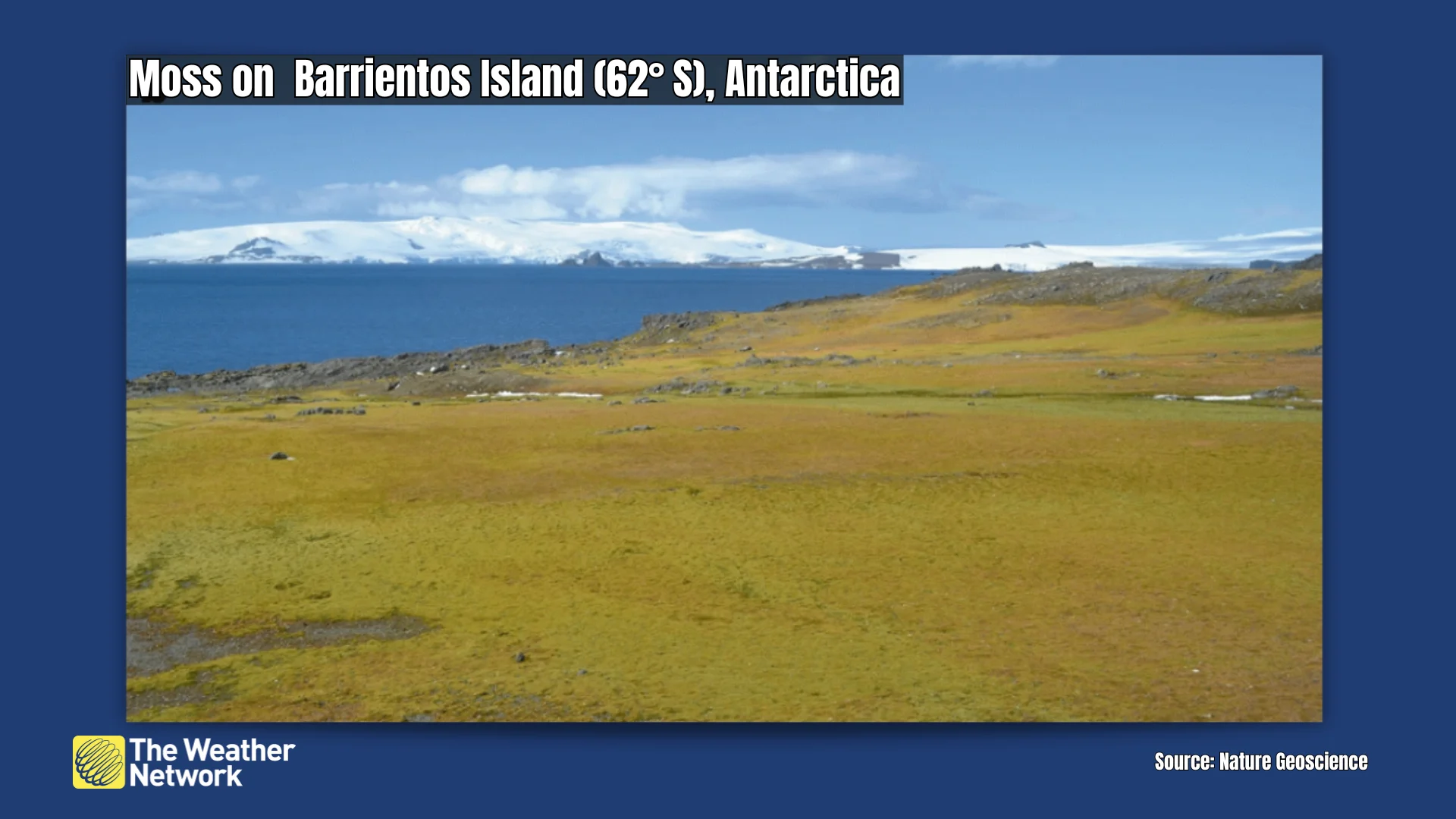Scientists discover stunning vegetation growth in Antarctica - The ...