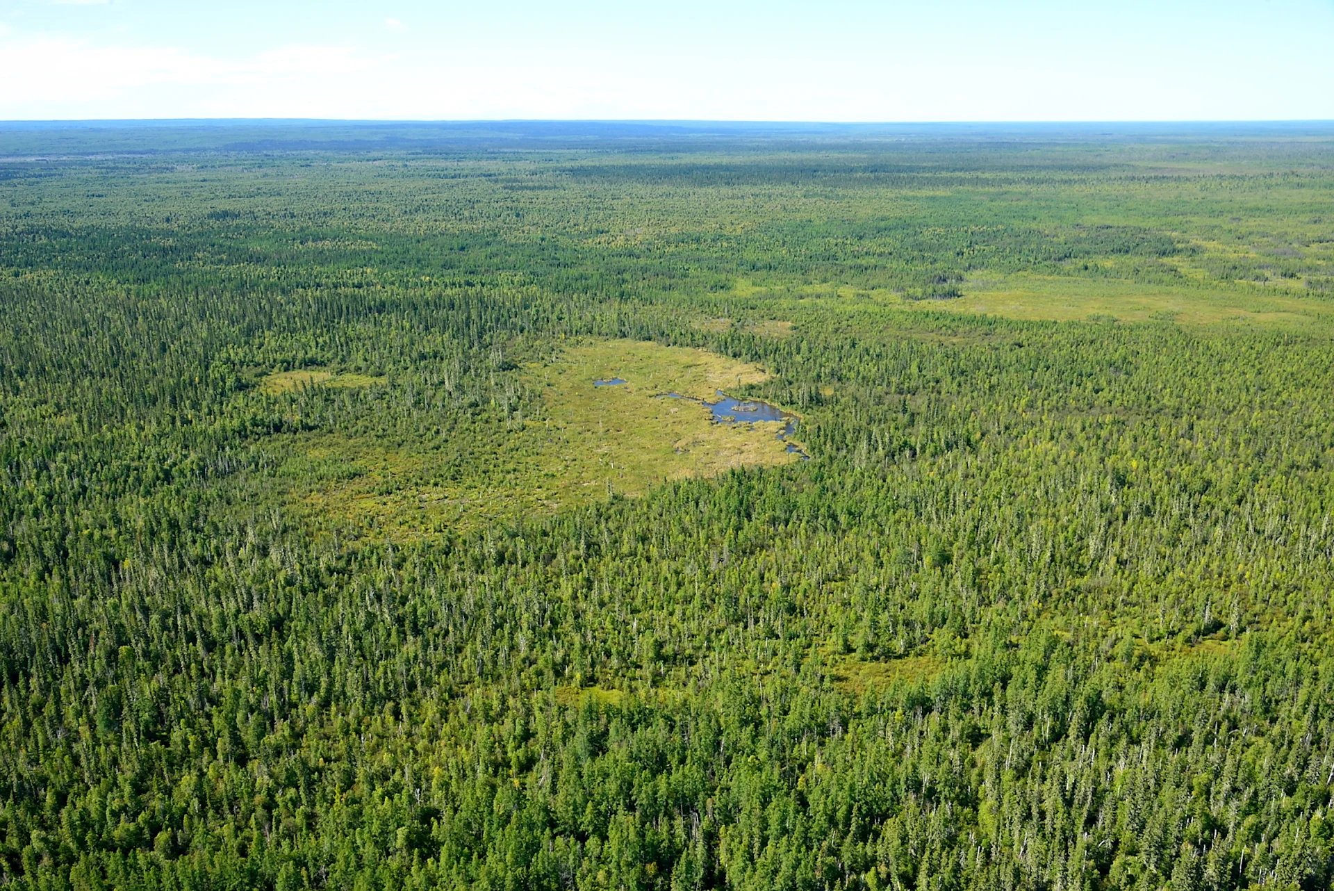 The largest beaver dam on Earth can be seen from space - The Weather ...