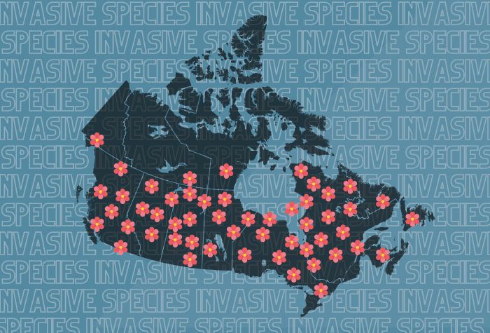 What are invasive plant species? And how much harm can they do? - The ...