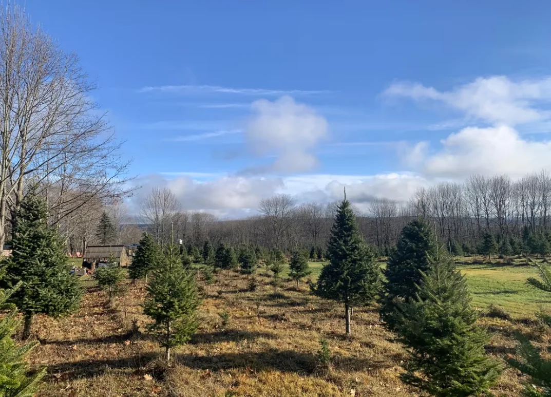Balsam fir trees 'at risk' in New Brunswick amid a changing climate ...
