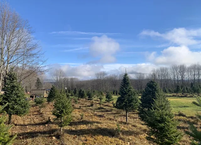 Balsam fir trees 'at risk' in New Brunswick amid a changing climate ...