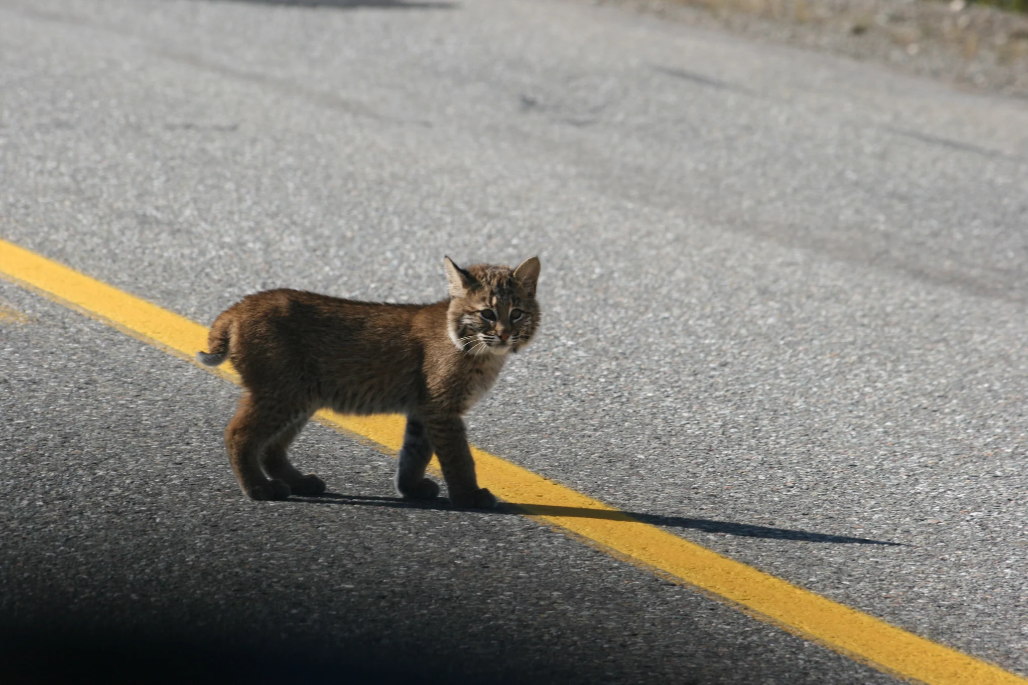 Let's get to know Canada's big cats - The Weather Network