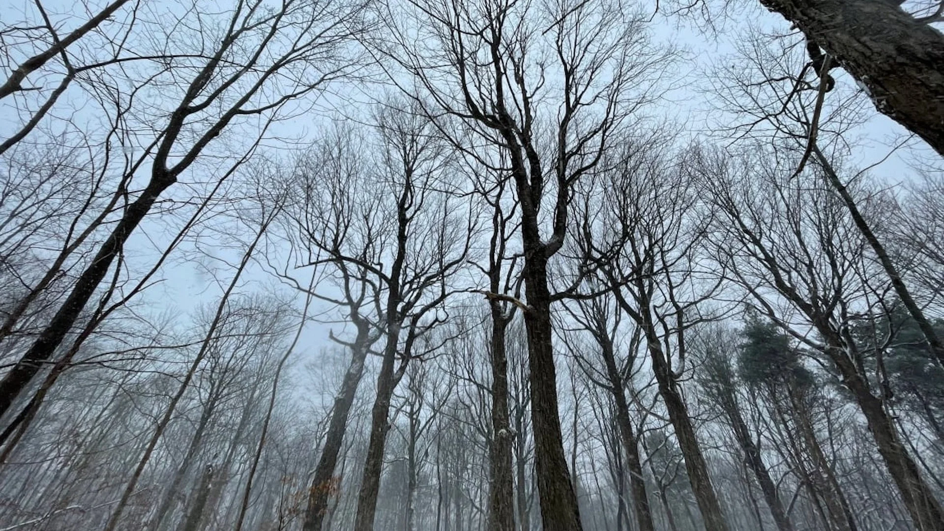 Orillia cleans up after punishing storms - The Weather Network