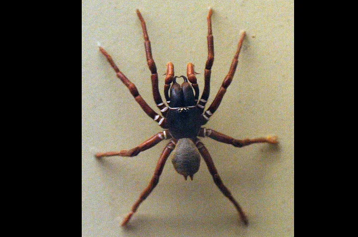 Plague of spiders in Australia as floodwaters force them to higher ...