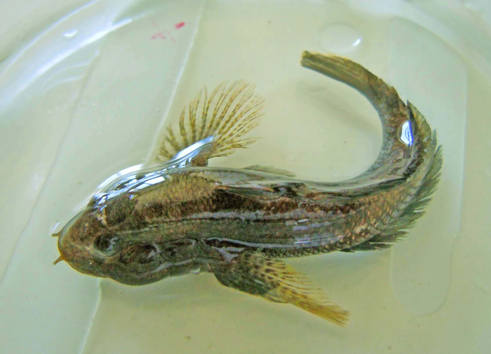 Grim discovery: Invasive fish discovered in Quebec lake - The Weather ...