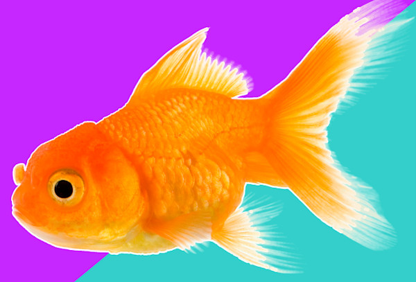 Neat: scientists teach goldfish to drive on land - The Weather Network Neat: scientists teach goldfish to drive on land - The Weather Network