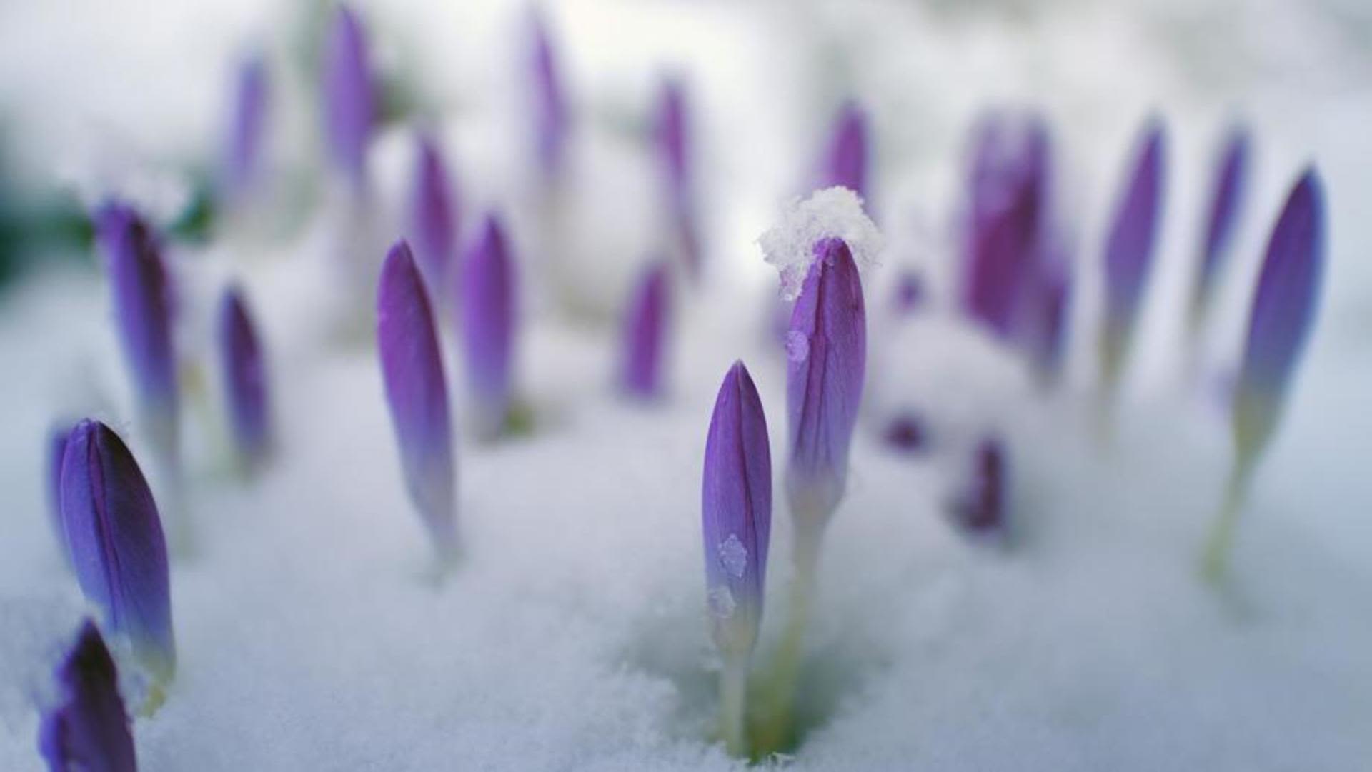 We have TWO first days of spring, but which one is real? - The Weather ...