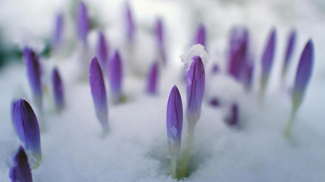 We have TWO first days of spring, but which one is real? - The Weather ...