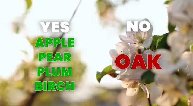 Here are the best times to prune your trees this year - The Weather Network