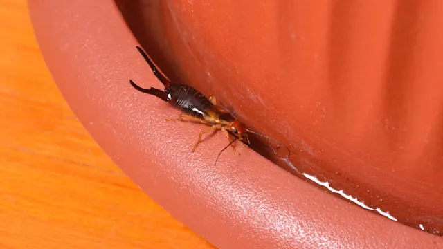 Earwigs in your home? Here's how to get them out - The Weather Network