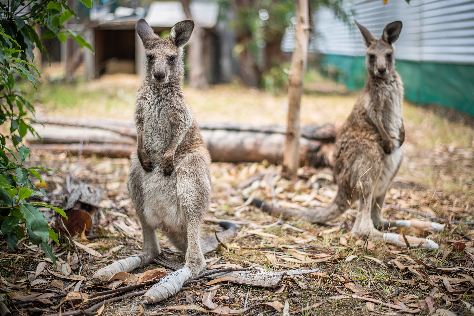 Nearly 3 billion animals affected by Australian bushfires, report finds ...