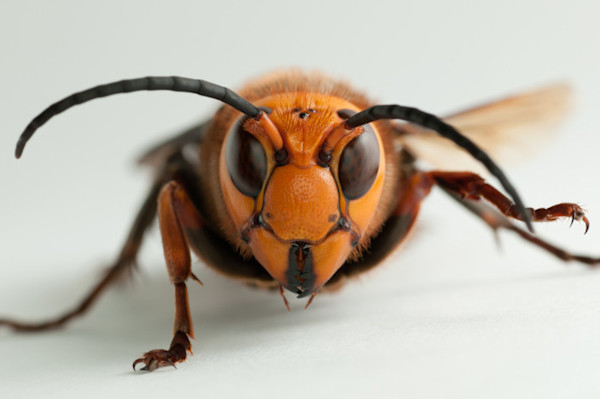 Cet insecte géant capable de tuer un humain est arrivé en Amérique du ...