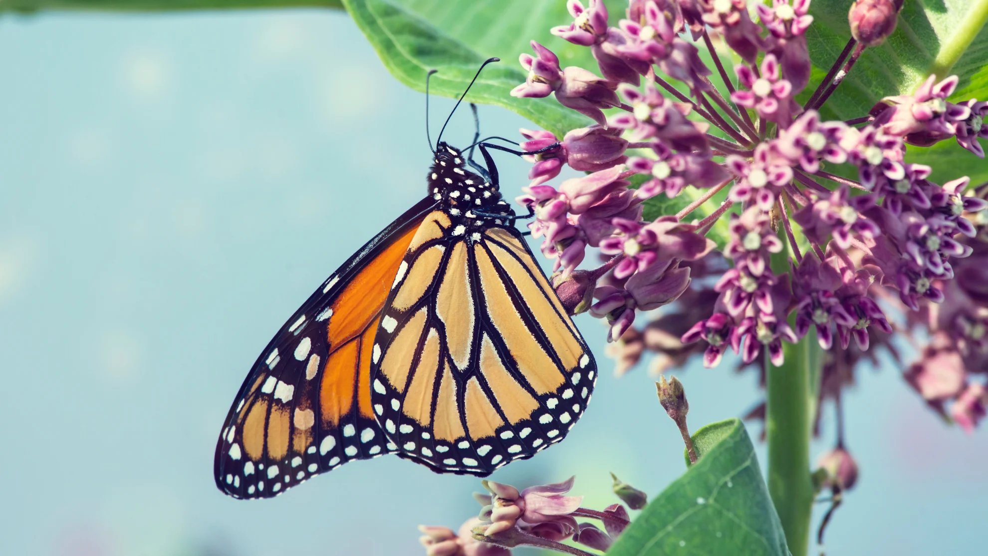 My milkweed brings butterflies to the yard: Here's how you can support ...