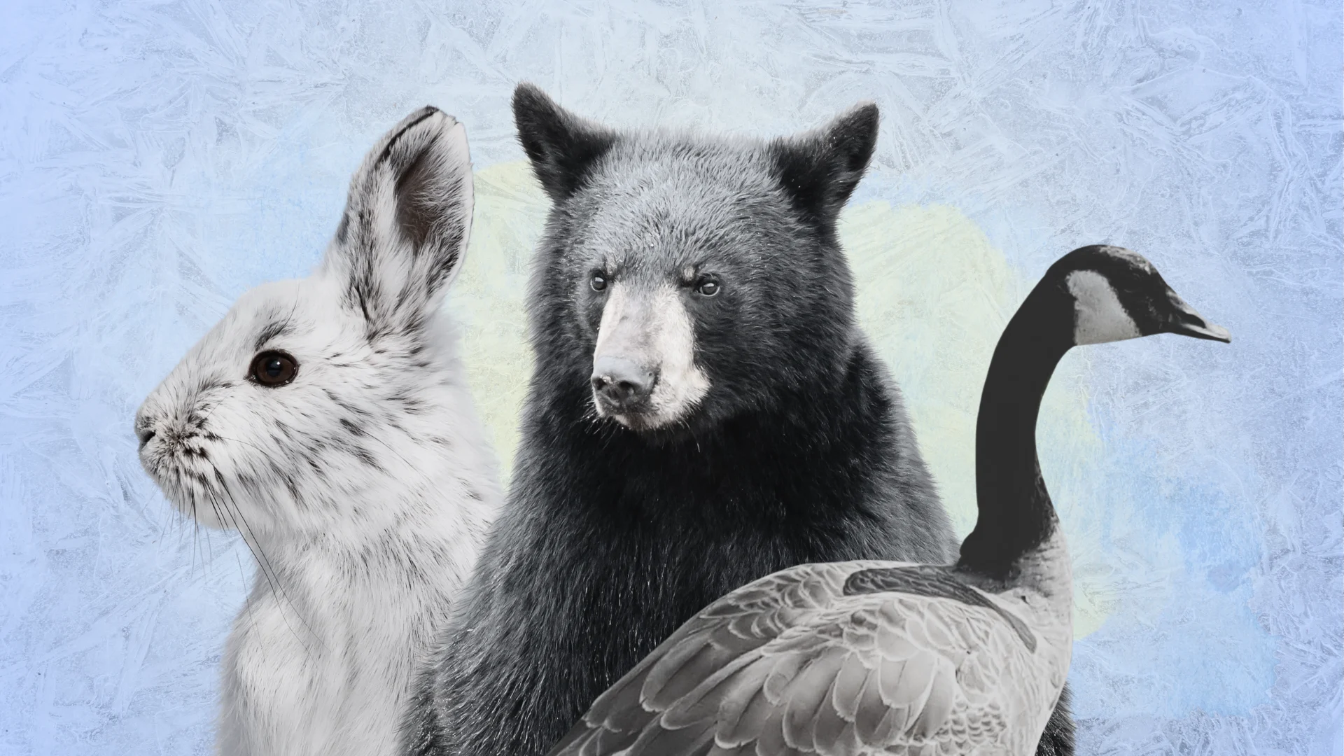 Here's how animals survive the coldest and darkest months - The Weather ...