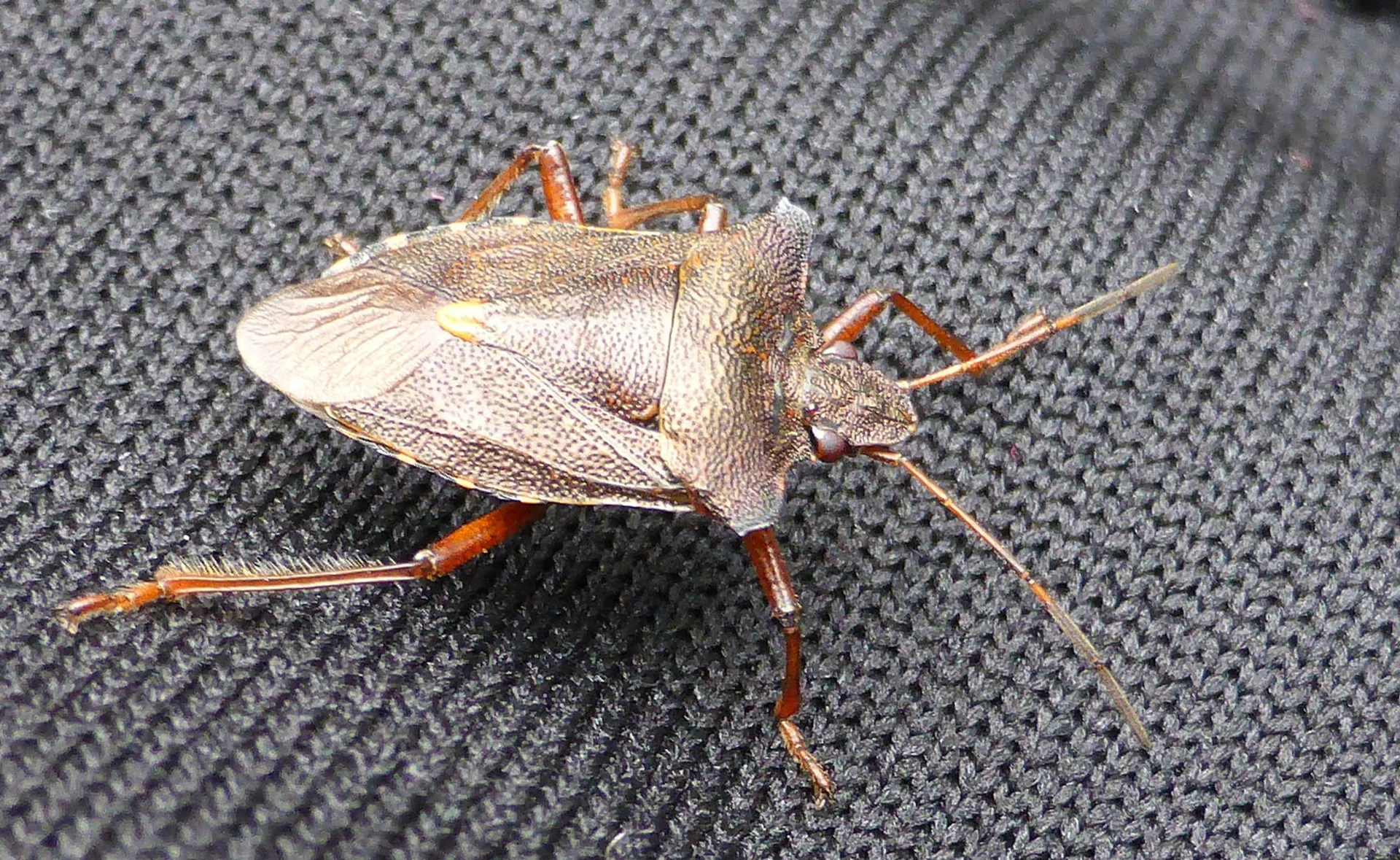 Beware of this giant, ‘toe-biting’ water bug this summer - The Weather ...