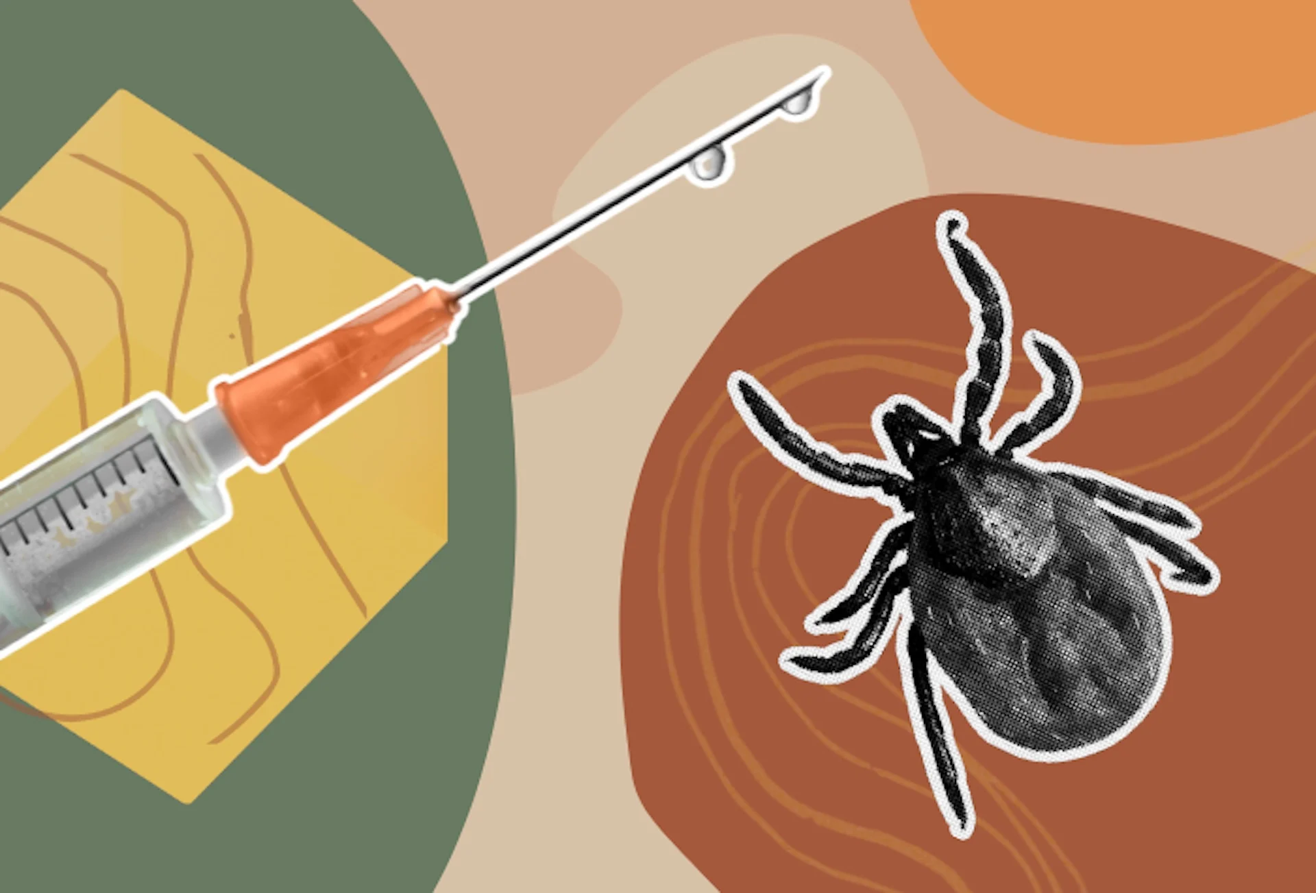 Fowl play: The surprising way invasive ticks migrate thousands of ...