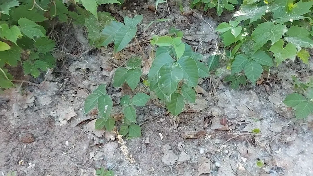 L’herbe à puce : les dangers et les précautions à prendre - MétéoMédia