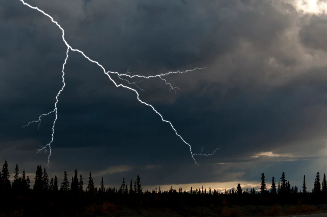 Extreme weather may help invasive species outcompete native animals ...