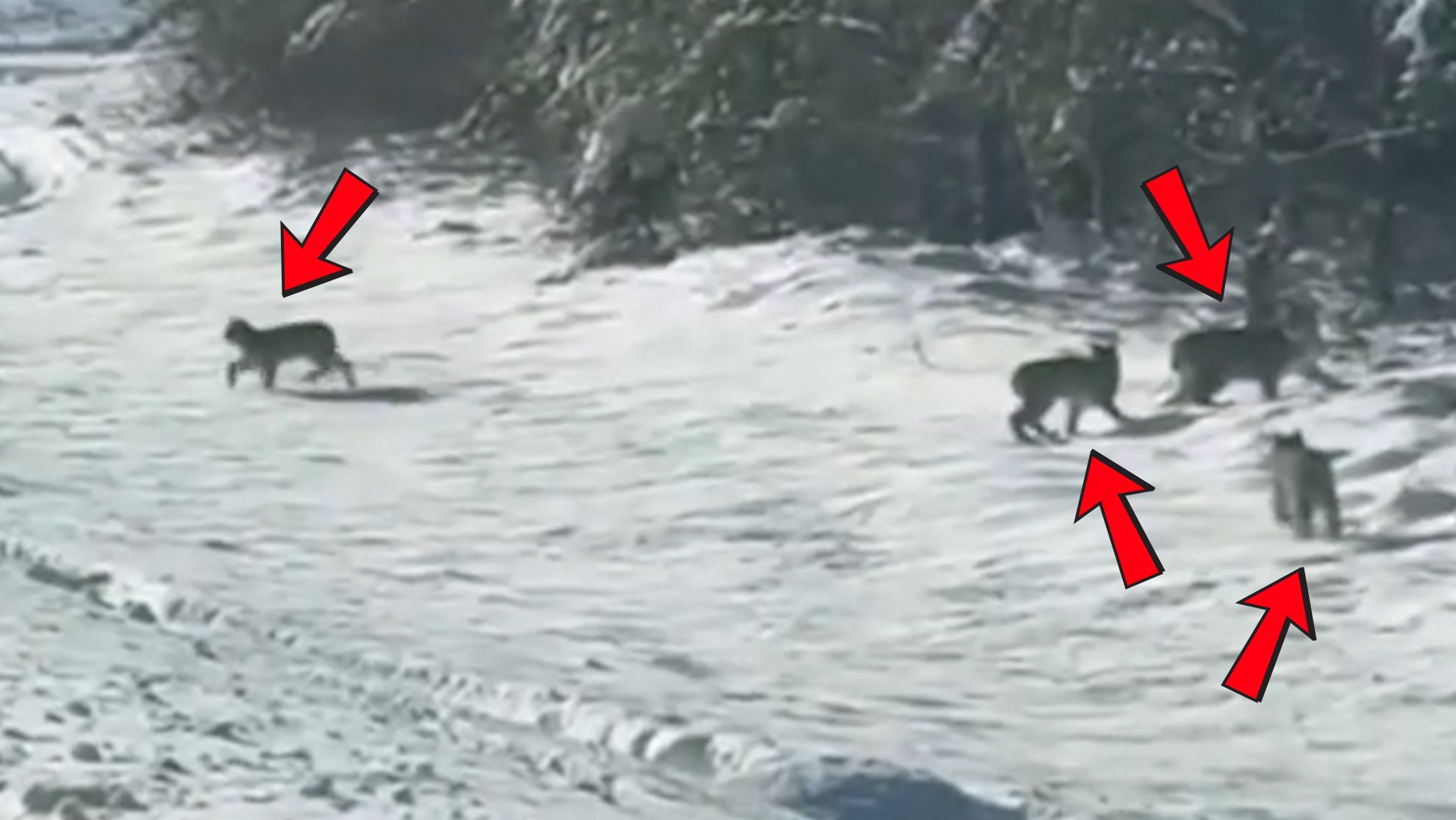 See it: Adorable lynx family caught on camera in NW Ontario - The ...