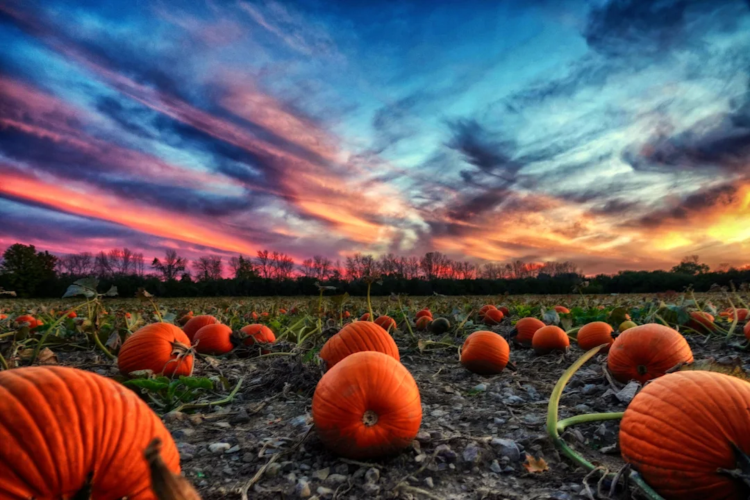 10 surprising health benefits of pumpkins - The Weather Network