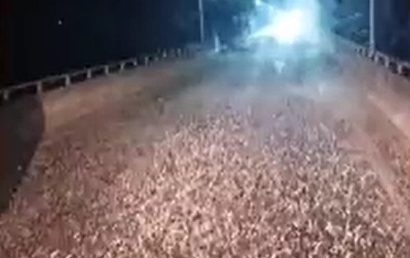 Mayflies swarm street, leaving at least one truck stranded - The ...