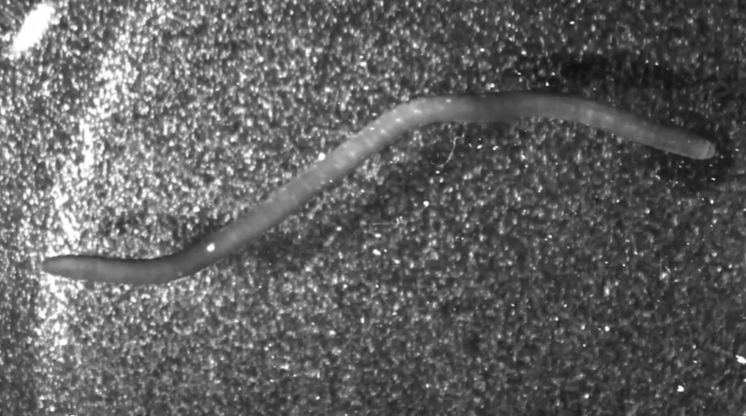 Why are some glaciers covered in these tiny little worms? - The Weather ...