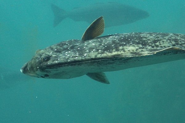 Atlantic halibut thrive in warming Maritime waters, study finds - The ...