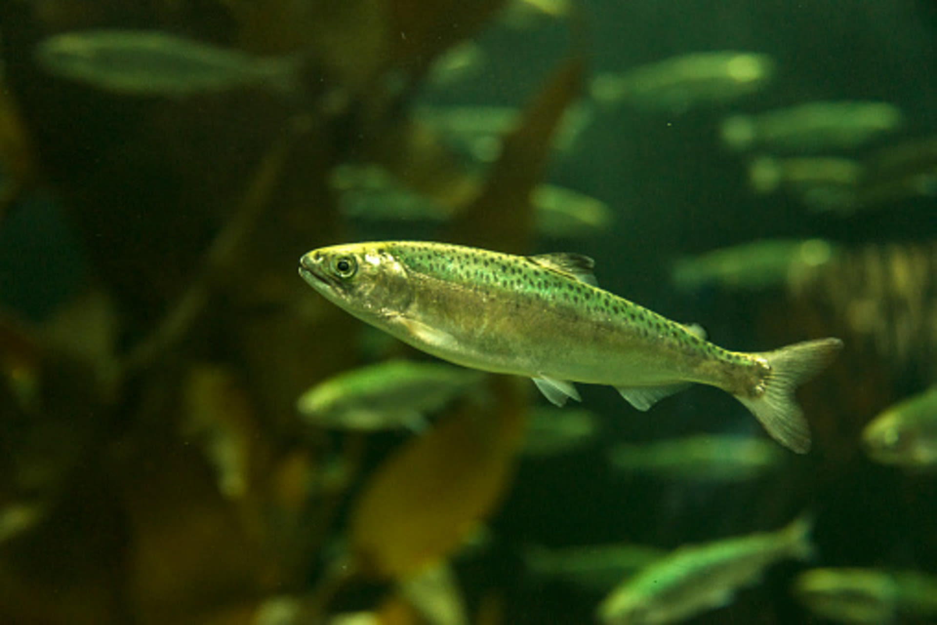 Do fish get cold, too? How do fish survive cold Canadian winters? - The ...