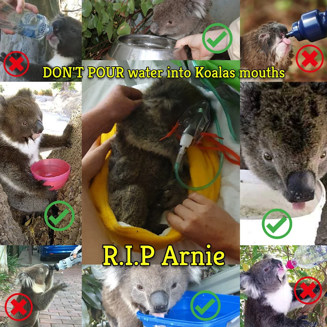 Don't offer koalas water from water bottles - The Weather Network