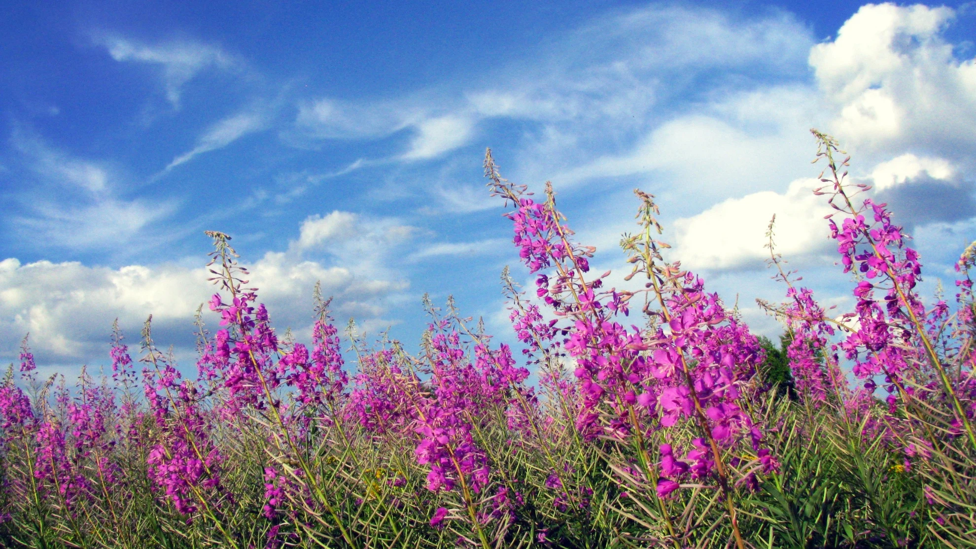 Let's get to know Canada's wildflowers - The Weather Network