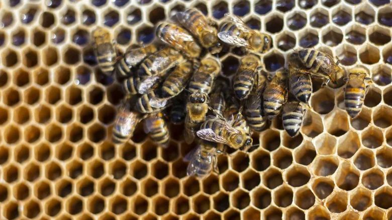 Manitoba apiaries work to recover from huge winter losses - The Weather ...