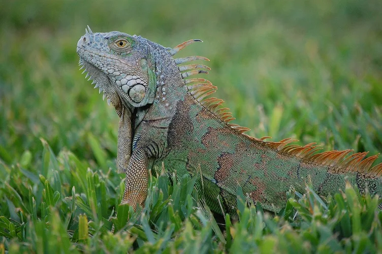 Heads up! Falling iguanas possible in Florida as cold air hits - The ...
