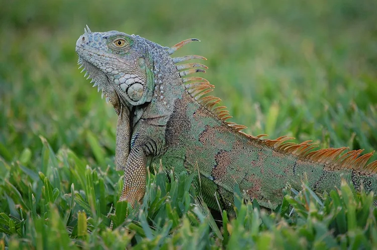 Heads up! Falling iguanas possible in Florida as cold air hits - The ...