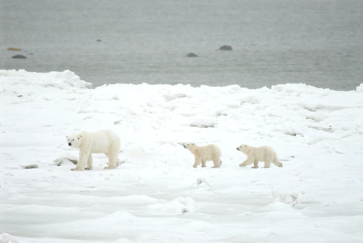 'Bear-dar' uses AI to protect communities and polar bears - The Weather ...