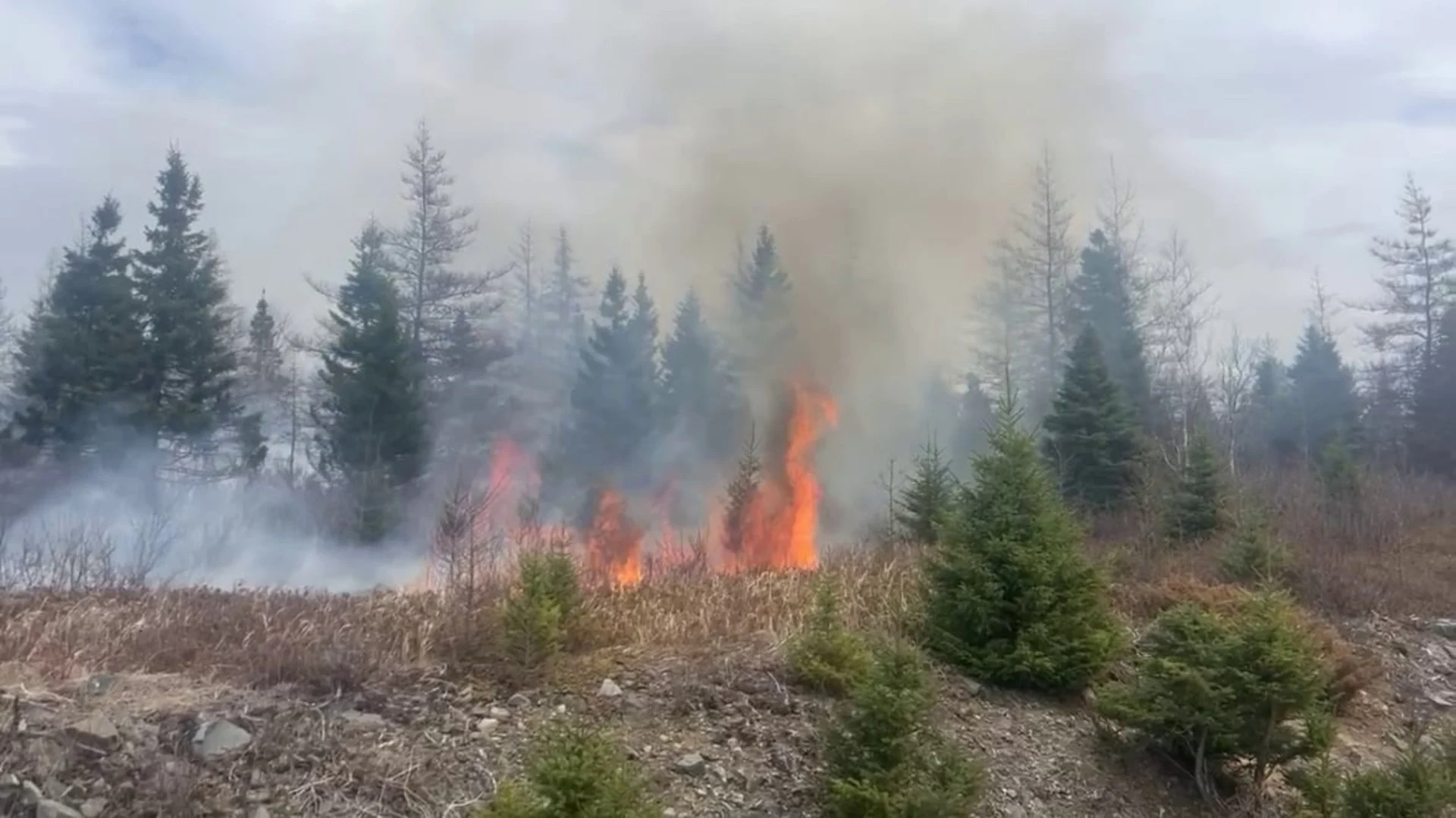 Fire crews responding to wildfire near Badger Lake - The Weather Network