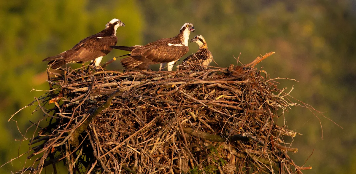 Nature News The Weather Network