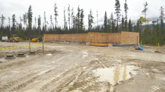 Caribou recovery program at Jasper National Park aims to boost herd ...