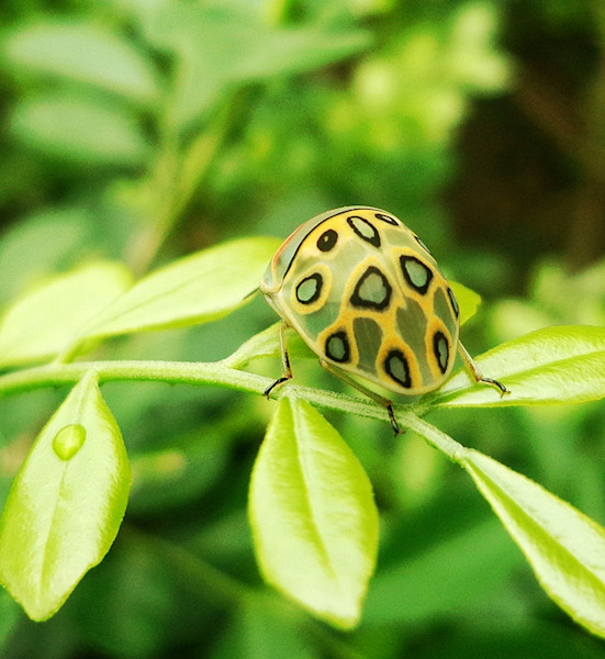 Must see: This 'Picasso Bug' is a literal work of art - The Weather Network
