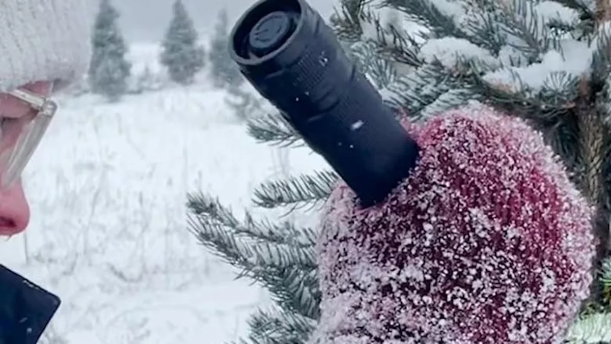 Holiday decorating? Experts say to check for these invasive pests first ...