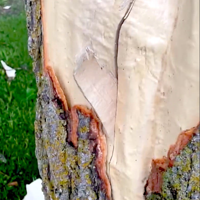 Zap! Lightning strikes to trees may not occur as expected - The Weather ...