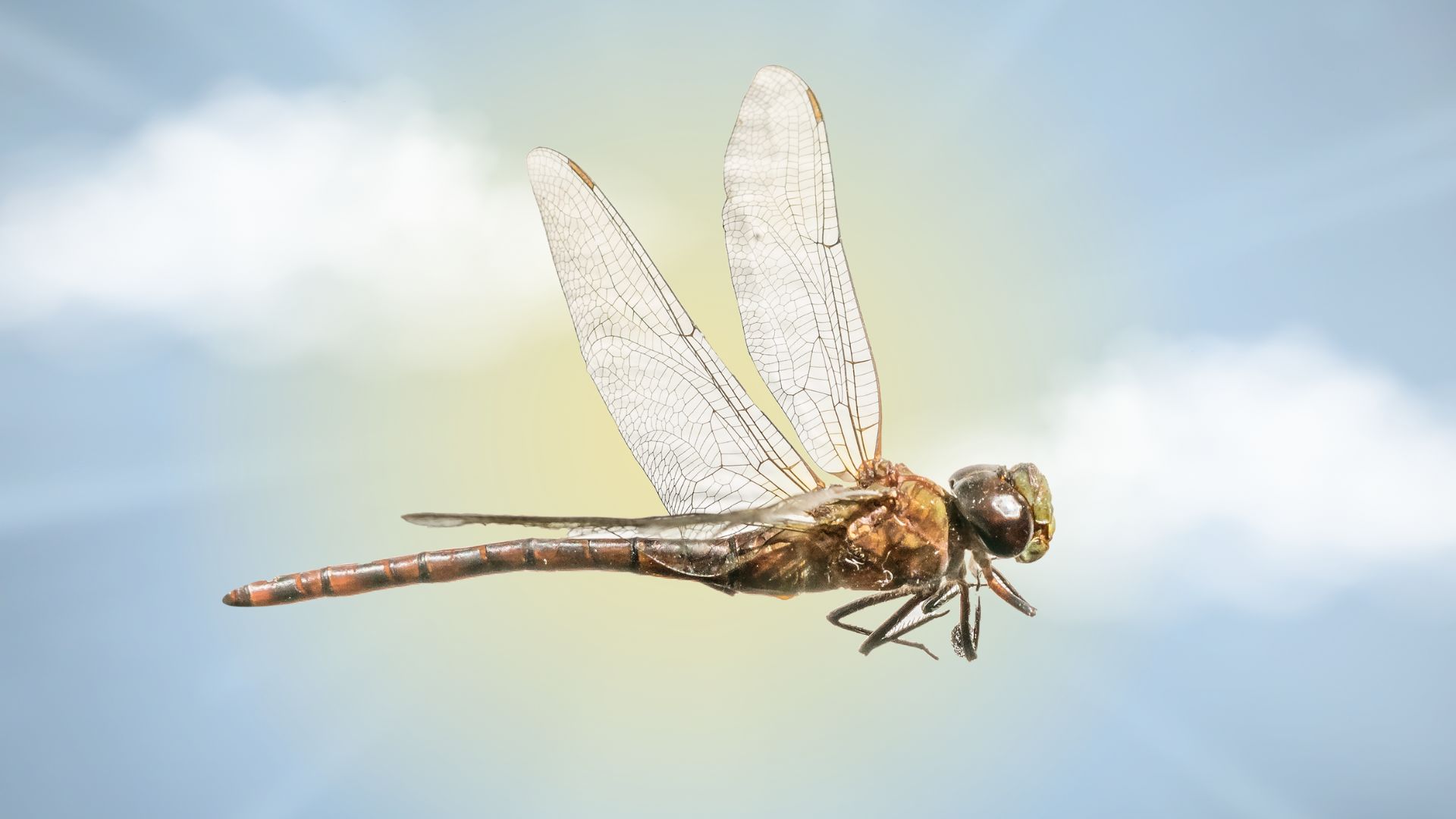 Flies won't leave you alone? This Canadian invention could help! - The ...