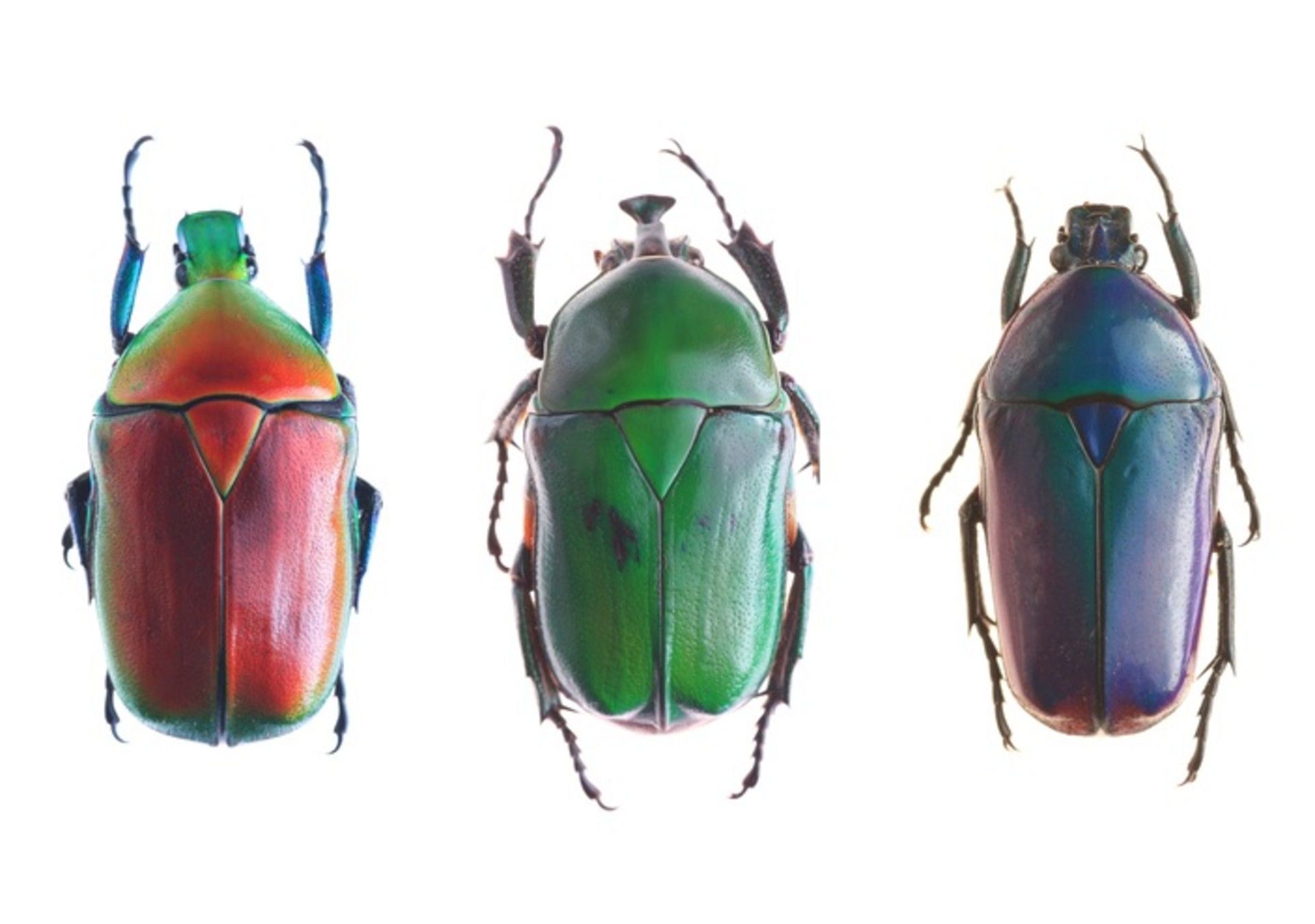 New study highlights shocking impact humans have had on insect decline ...