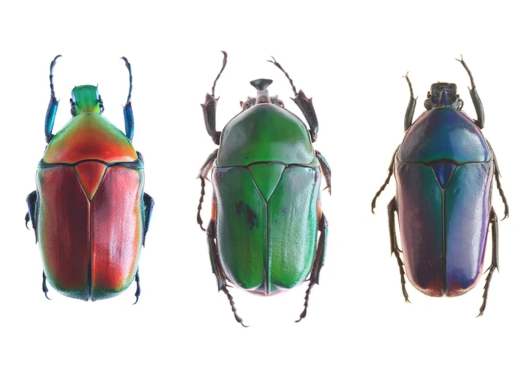 New study highlights shocking impact humans have had on insect decline ...
