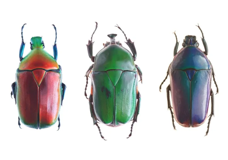 Vancouver's growing beetle problem: How you can help - The Weather Network