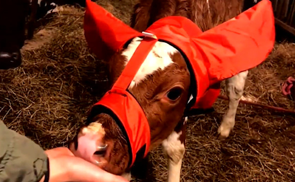 'Moo Muffs': Woman's colourful creations go viral - The Weather Network