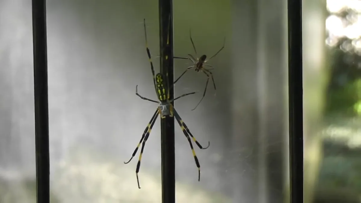 Cette impressionnante araignée invasive est aux portes du Québec ...